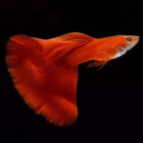 Full Red Albino Guppy 1 Male 2 Female | Lazada