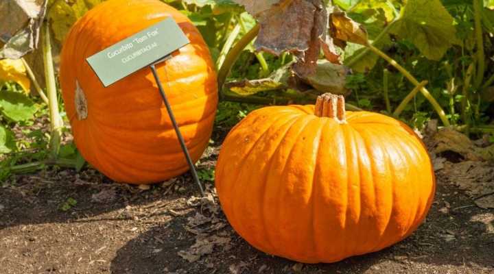 50 biji benih labu kuning waloh super jumbo siap tanam | Lazada Indonesia