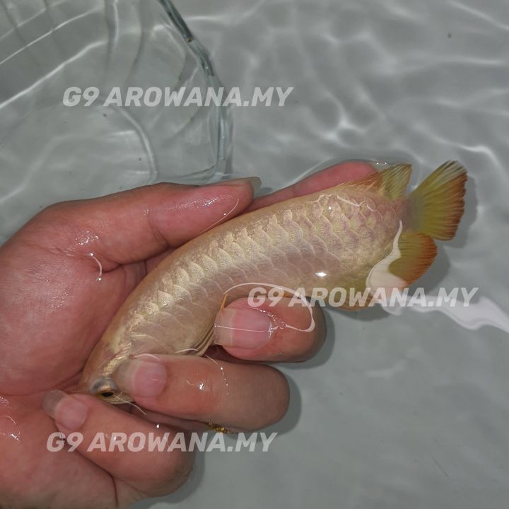 READY STOCK!!! Arowana live fish Blue Purple Base Cross Back MGBB 蓝紫底过背金龙鱼 4inch+/- 7inch ...