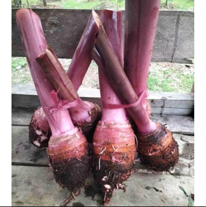 Umbi talas ungu talas bogor talas pratama 3 unggul terbaik / harga per ...