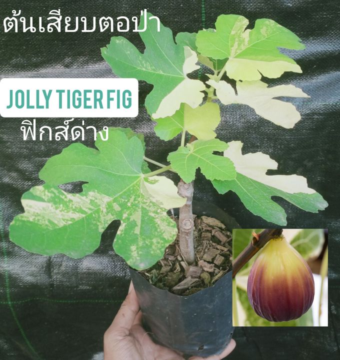 ต้นมะเดื่อฝรั่ง Jolly Tiger Fig | Lazada.co.th