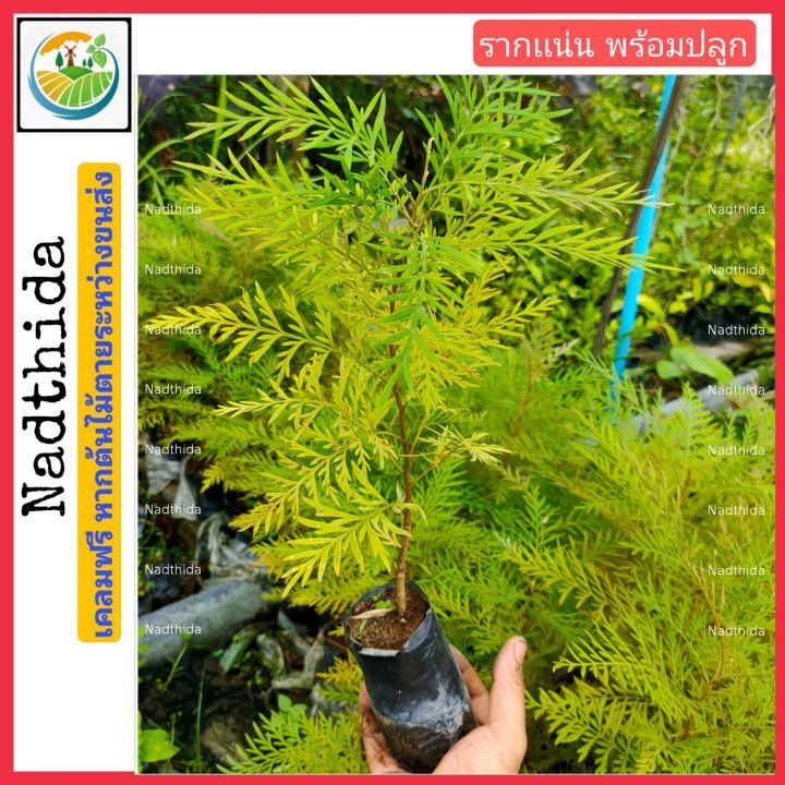 ต้นซิลเวอร์โอ๊ค กล้าไม้พร้อมปลูก ต้นแข็งแรง ระหว่างส่ง ตาย หัก เคลมฟรีทุกกรณี ไม่มีเงื่อนไข ...