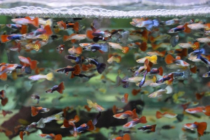 Mix Guppy Fish 10pcs | Lazada