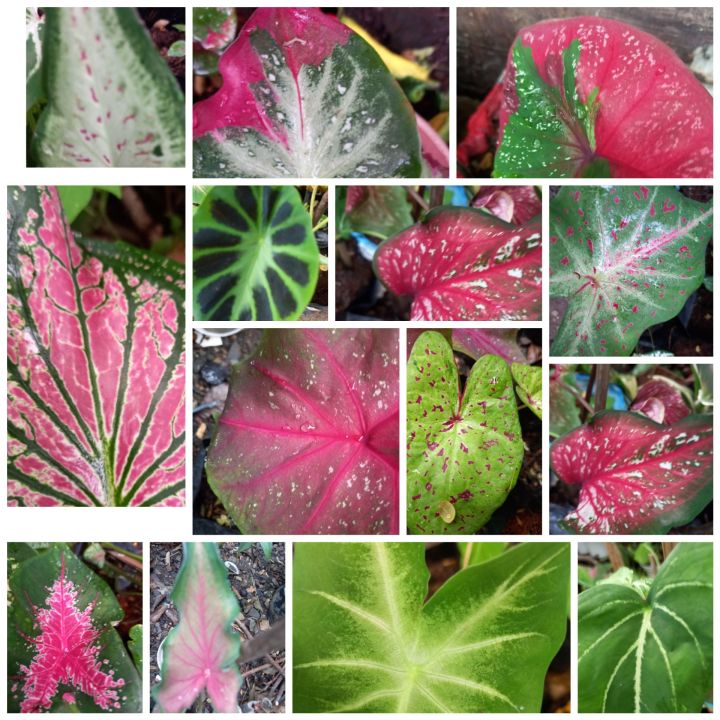 caladium different varieties | Lazada PH