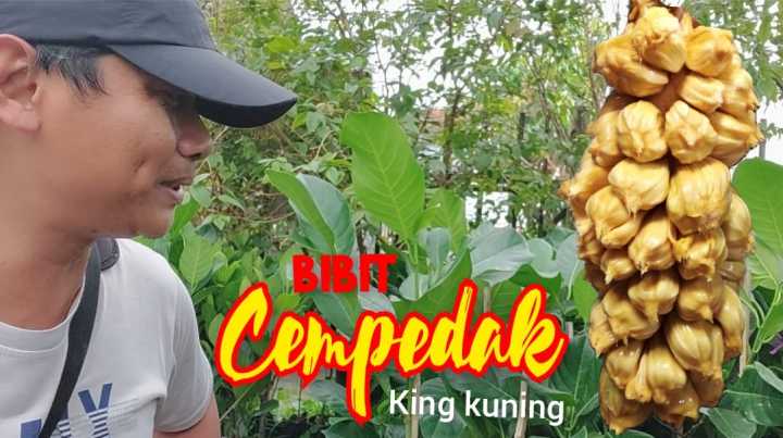 cempedak king kuning sambung susu | Lazada Indonesia