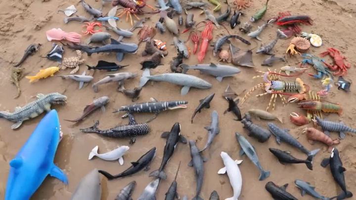 Model Binatang Simulasi Rentas Sempadan, Kognisi Laut, Ikan Mas ...