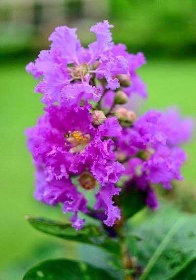 Pokok bunga bungor lagerstroemia indica, jenis hibrid warna ungu ...