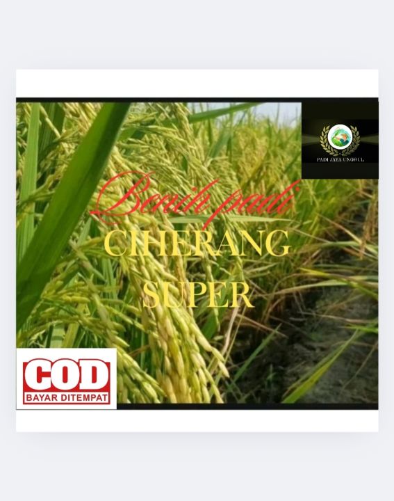 BENIH PADI CIHERANG SUPER KEMASAN 1KG | Lazada Indonesia