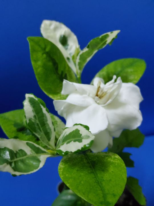 Pokok Bunga Gardenia daun Batik(Melur Cina) / Gardenia Jasminoides 🌼 ...