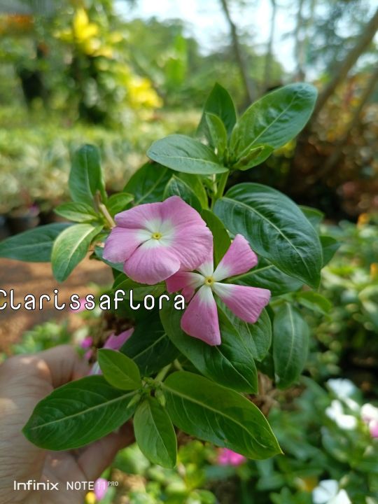 ( BISA COD ) promo tanaman hias vinca pink soft totol kuning | Lazada ...