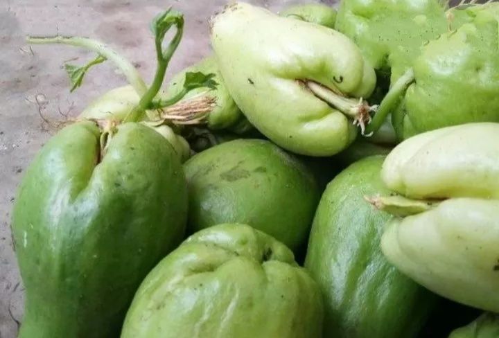 bibit labu siam per 1 buah | Lazada Indonesia