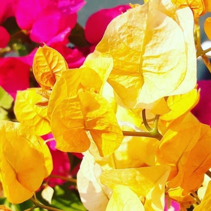 BIBIT TANAMAN HIAS BUGENVIL BUNGA KERTAS // KUNING TERANG | Lazada ...