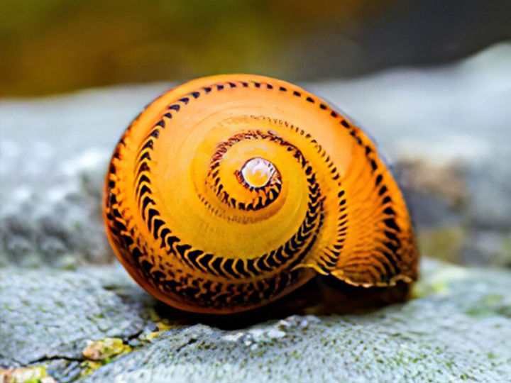 1 & 3 PIECES PACKAGE /O RING SNAIL/LIVE SNAILS /AQUARIUM NEED /SIPUT ...