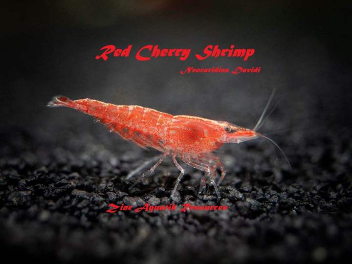 Red Cherry Shrimp Neocaridina Davidi (10+2) | Lazada