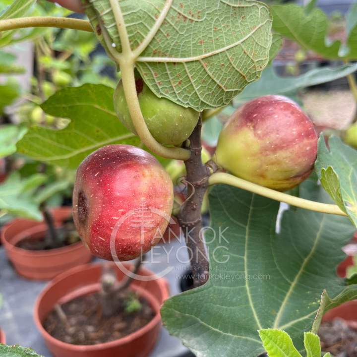 TKL - Outdoor Fig Tree Ficus Carica Pokok Buah Tin 无花果室外植物 | Lazada