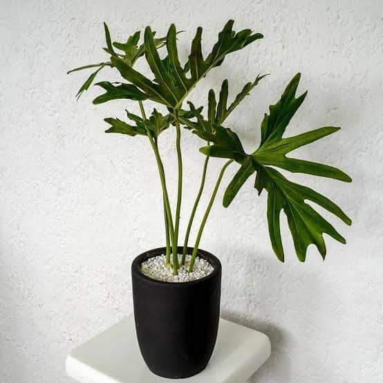 selloum plant sahod yaman lucky plant .buy 5 get 1 free. | Lazada PH