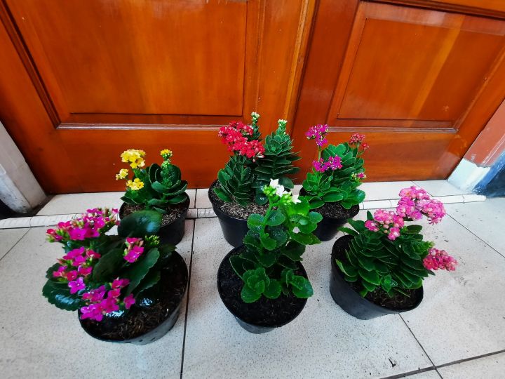 TANAMAN HIDUP Bunga Cocor Bebek ( 1 POT ) BAYAR DITEMPAT | Lazada Indonesia