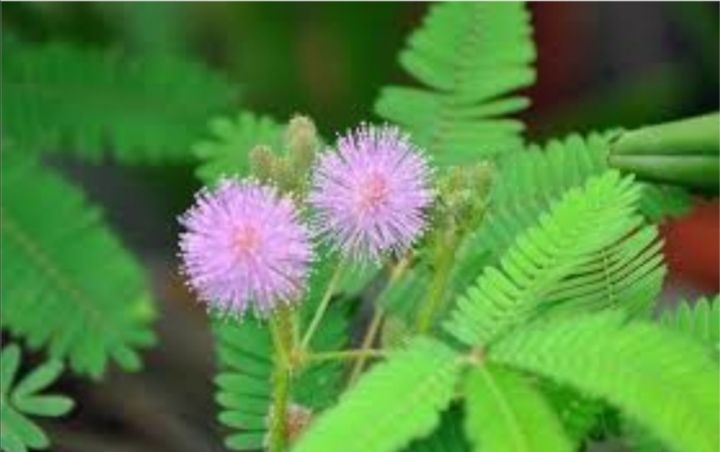 10pcs Benih Pokok Semalu/Mimosa Pudica Seeds/含羞草种子 | Lazada