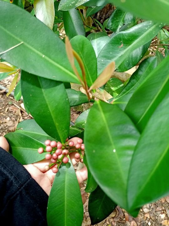 pokok ulam mata itik (real plant) / ulam penar | Lazada