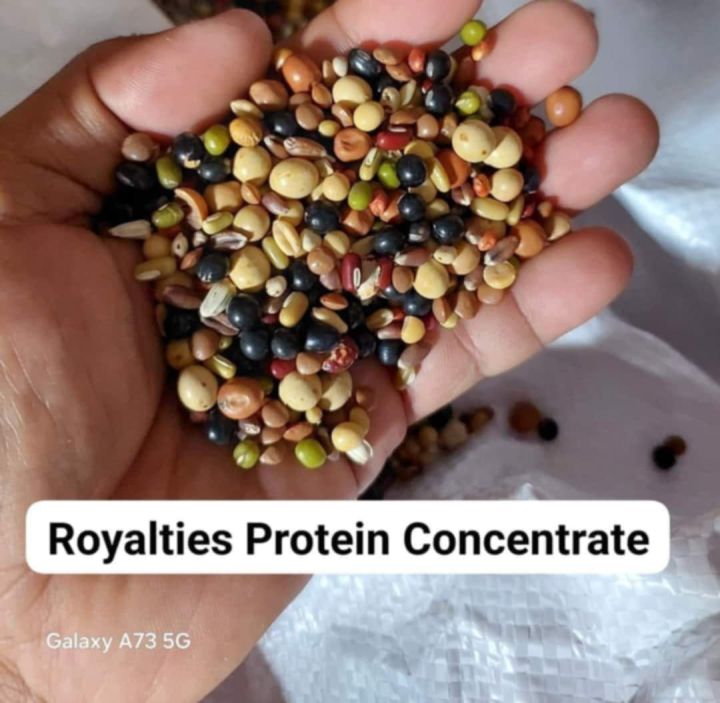 Royalties Protein Concentrate (Breeder) Napaka gandang patuka .subukan ...