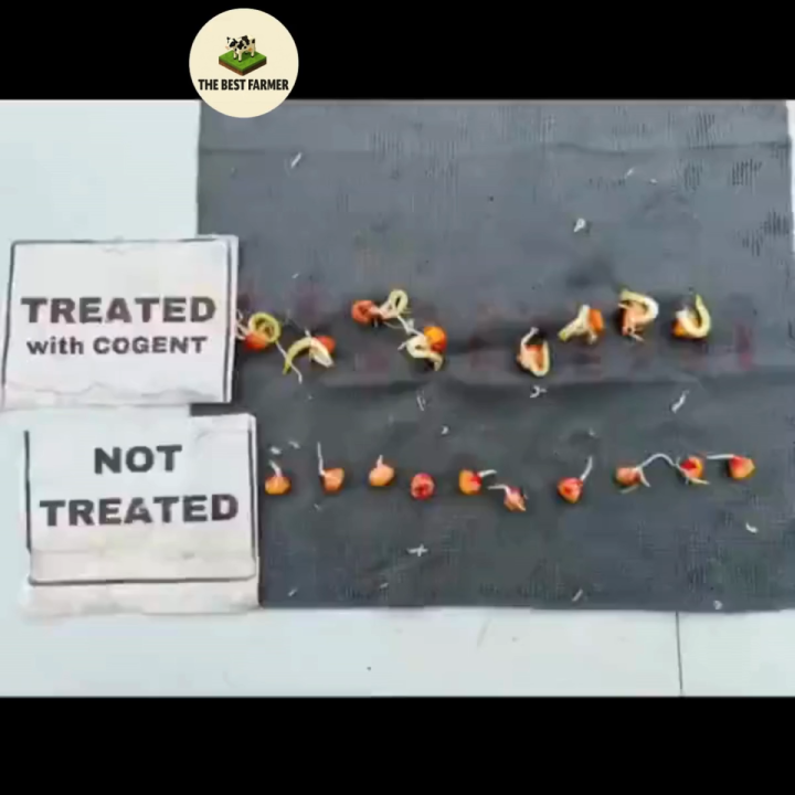 Cogent 1L Foliar Fertilizer – Boost Your Farm’s Yield with Organic Bio ...