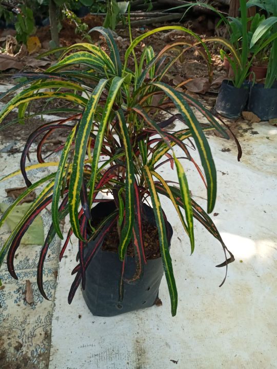 Pokok Puding Maggie # outdoor plant # | Lazada