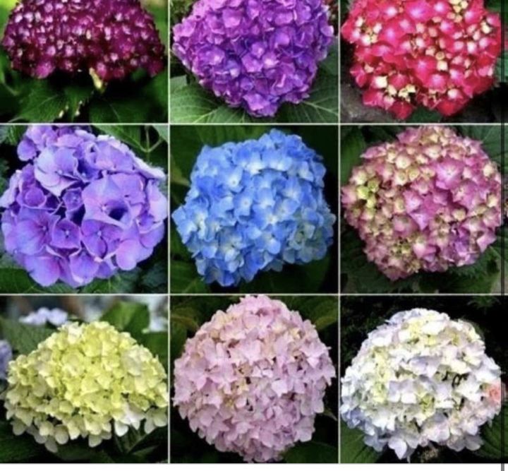 Hydrangea Flower Seeds Mixed Variety Hydra Flowers Seed | Lazada PH