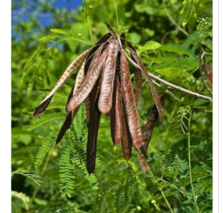 Ipil Ipil Seeds For Planting | Lazada PH