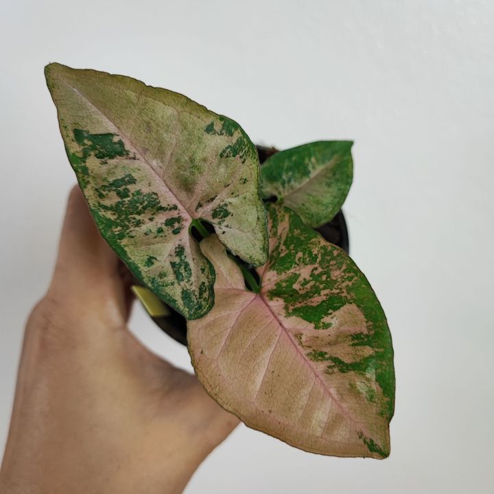 Syngonium Pink Freckles ออมพิงค์เฟลคเคิ้ล ออมชมพูด่างเขียว รากแข็งแรง ...
