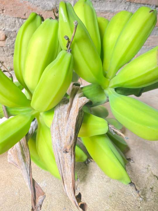 Pisang batu muda pisang klutuk segar 1 sisir 1 kg murah | Lazada Indonesia