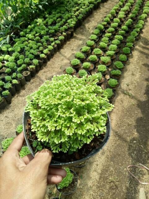 TANAMAN HIAS LUMUT AMBON - ANDE LUMUT - MOSE | Lazada Indonesia