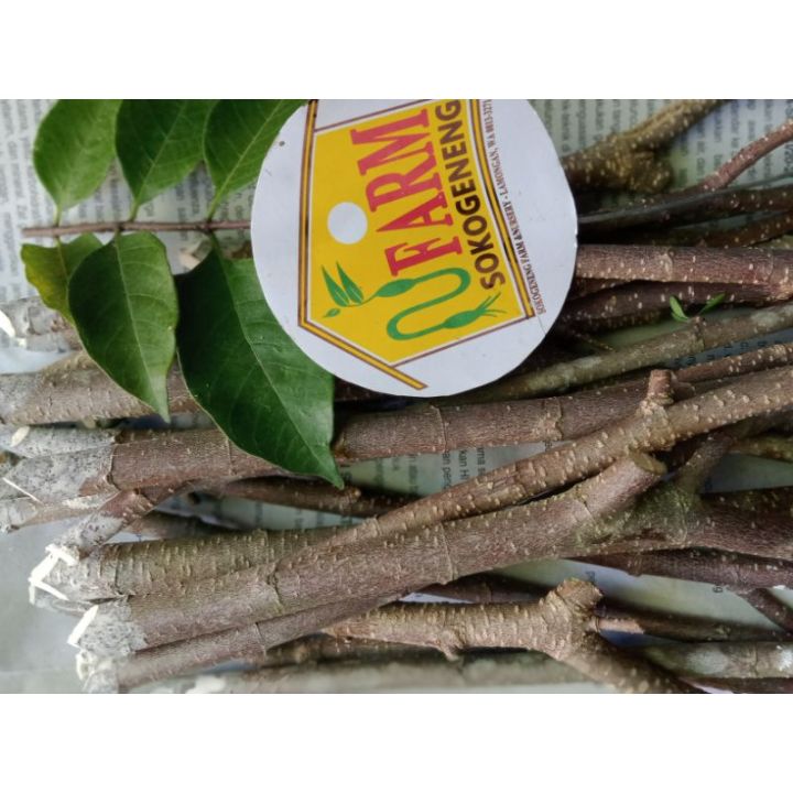bibit cutting stek batang mentaos atau bintaos yang sudah dikasih ...