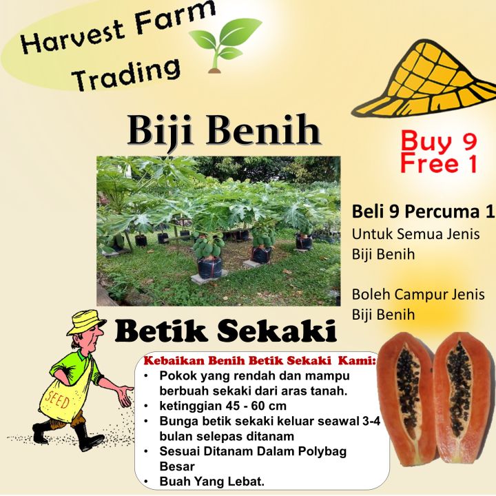 Biji Benih Betik Sekaki 10pcs Carica papaya seed benih Betik Hong Kong ... Biji Benih Betik Sekaki 10pcs Carica papaya seed benih Betik Hong Kong ...