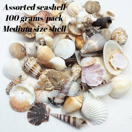 (Assorted Seashells) Seashells 100 grams/pack Real Sea Shells For Your ...