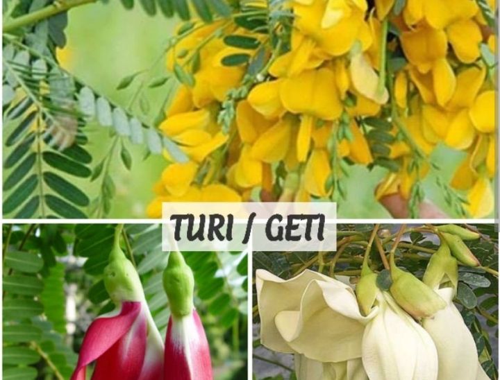 benih pokok turi atau geti | Lazada