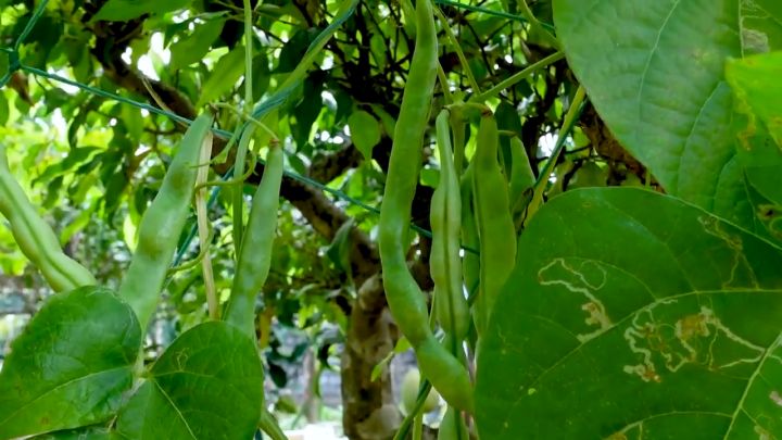 SULIT PACK! BAGUIO BEANS SEEDS (10pcs seeds) HYBRID/EASY TO GROW/HIGH ...