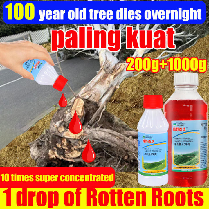 racun herba 100 year old tree dies overnight Racun rumput paling kuat ...