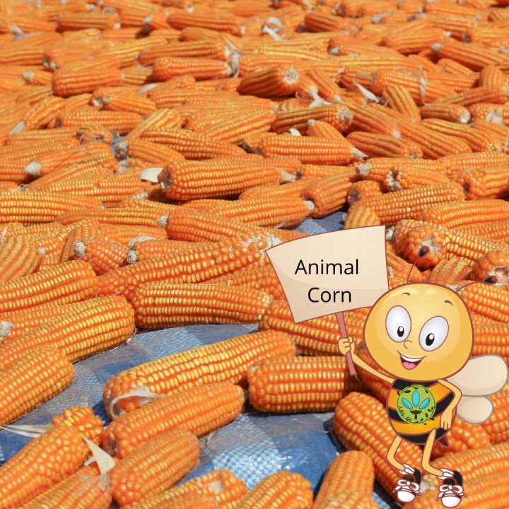 animal corn feeds seeds for planting binhi pantanim | Lazada PH