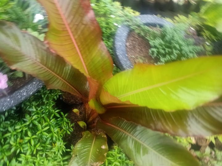 rare red banana | Lazada PH