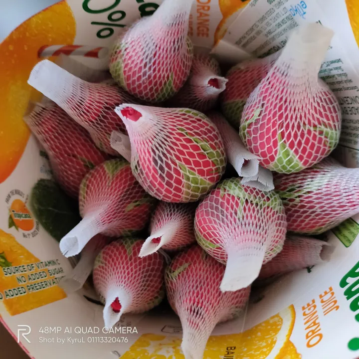 💥Cameron Highlands Fresh Flower Rose 💥 20pcs💥Bunga Segar💥 | Lazada