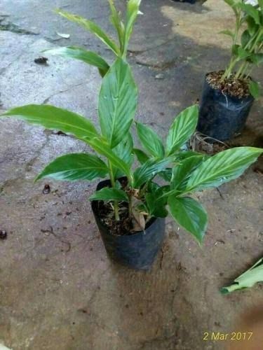 Tanaman Kecombrang hijau atau Honje | Lazada Indonesia