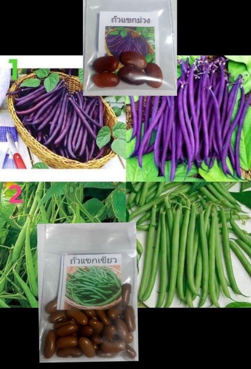 เมล็ดพันธุ์ถั่วแขกเขียว และ ถั่วแขกม่วง จัดชุด2ซอง | Lazada.co.th