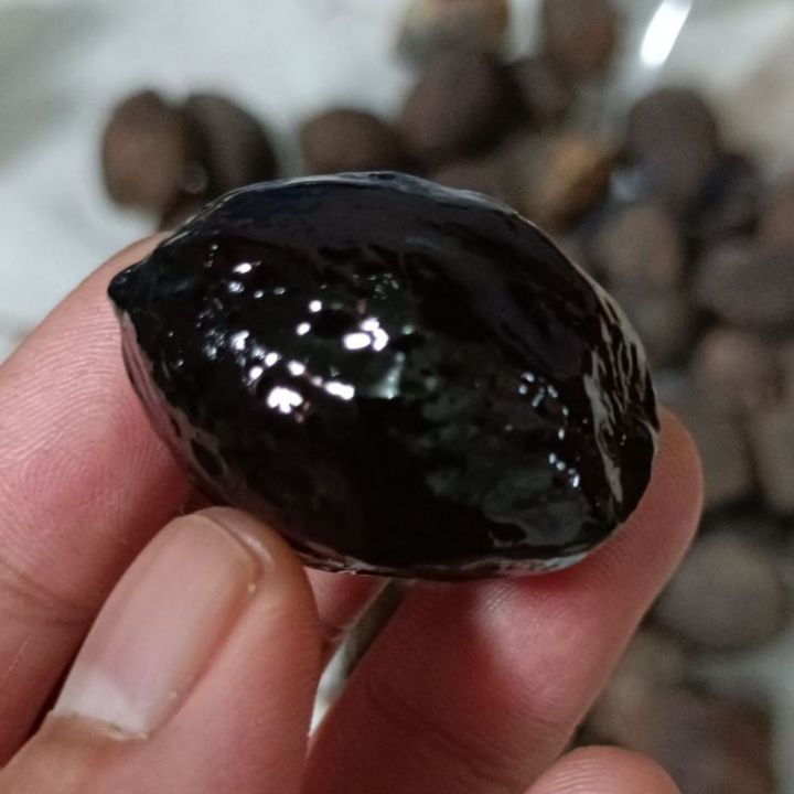 muncang adu panjangan biji kemiri dan rawatan jenis pedang | Lazada ...