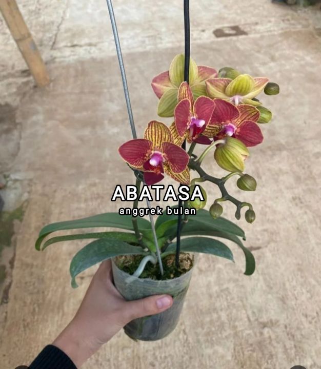 ANGGREK BULAN UKURAN DEWASA | Lazada Indonesia