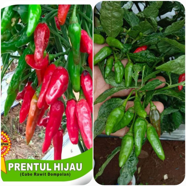 Benih Cabai Rawit Prentul Hijau Dompolan Bergerombol 50 biji | Lazada ...