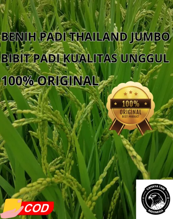 ( 5KG ) BENIH PADI THAILAND JUMBO, KUALITAS SUPER 100% ORIGINAL ...