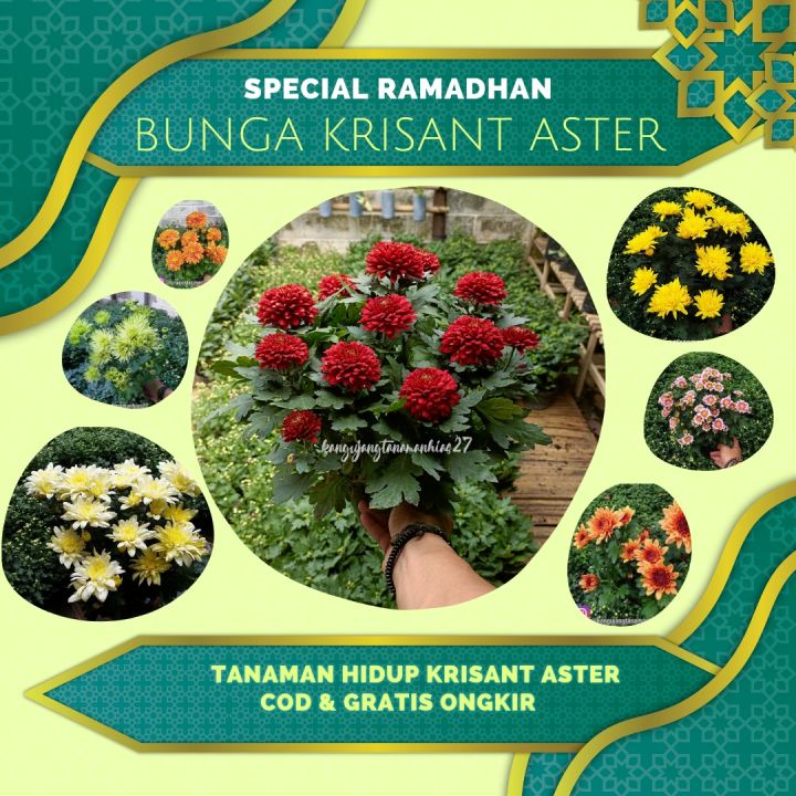 TANAMAN HIAS HIDUP | BUNGA KRISAN ASTER ( READY 11 WARNA ) MURAH & GRATIS ONGKIR | Ready ...