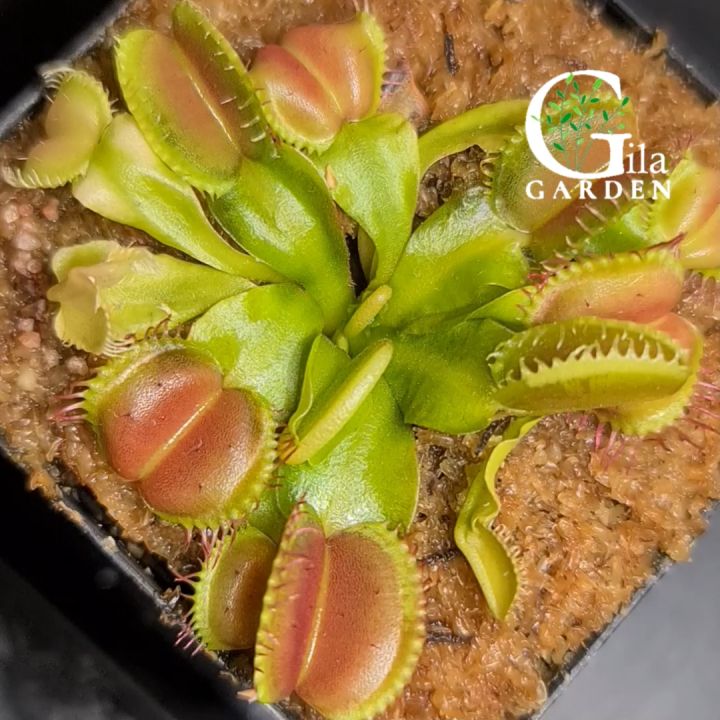 Venus Flytrap Moon Trap [Dionaea Muscipula, Venus Flytrap][Carnivorous Plants][GILAGARDEN] | Lazada