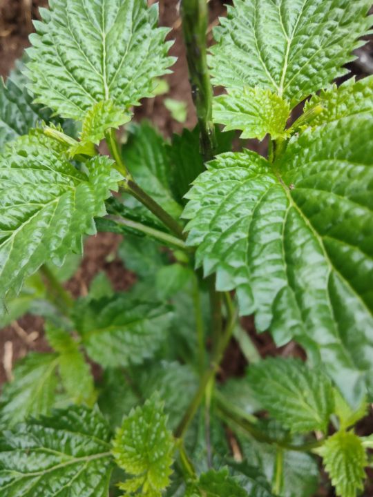 Daun pecut kuda 500 grmmemiliki banyak manfaat | Lazada Indonesia