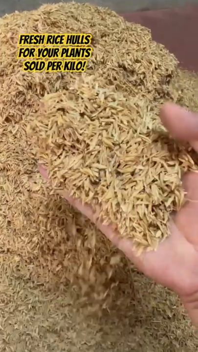 RICE HULL - IPA (FRESH & CLEAN) (100% Organic) - For Ornamental plant ...